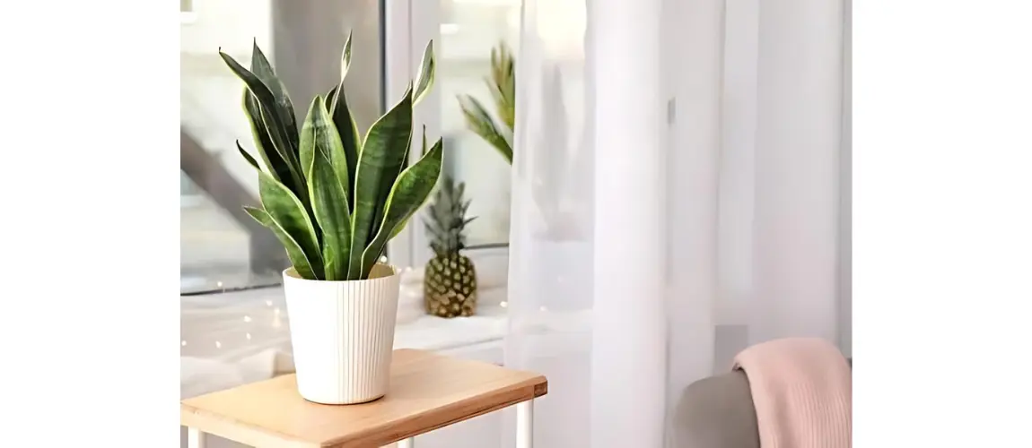 5 Mood Boosting Desk Plants to Brighten Your Workspace