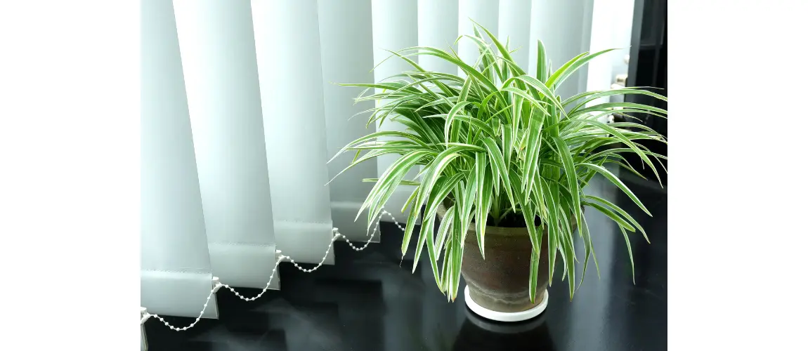 5 Mood Boosting Desk Plants to Brighten Your Workspace