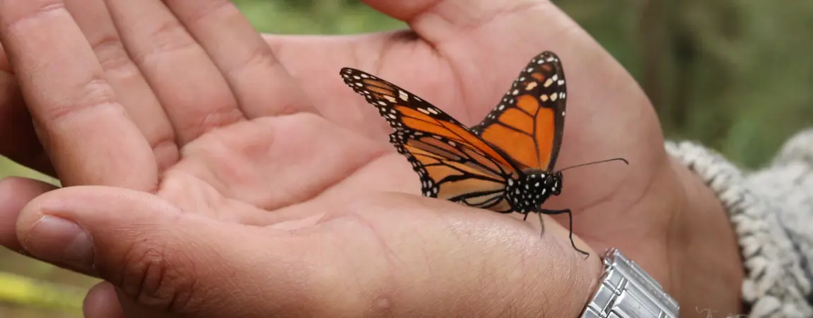 Codex Second Annual Environmental Week